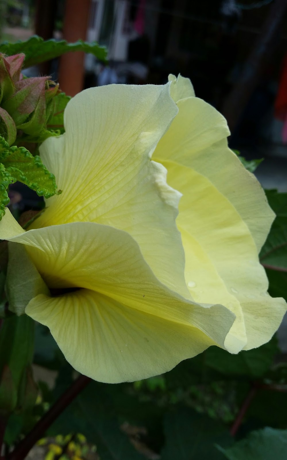 Warisan Petani: WW 17 : Bunga Bendi