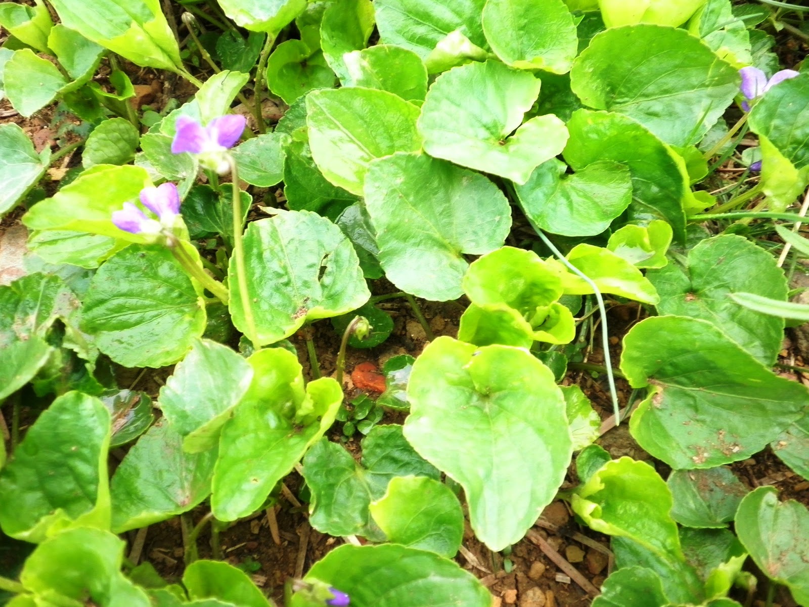 The Essential Herbal Blog: Spring is Bustin' Out