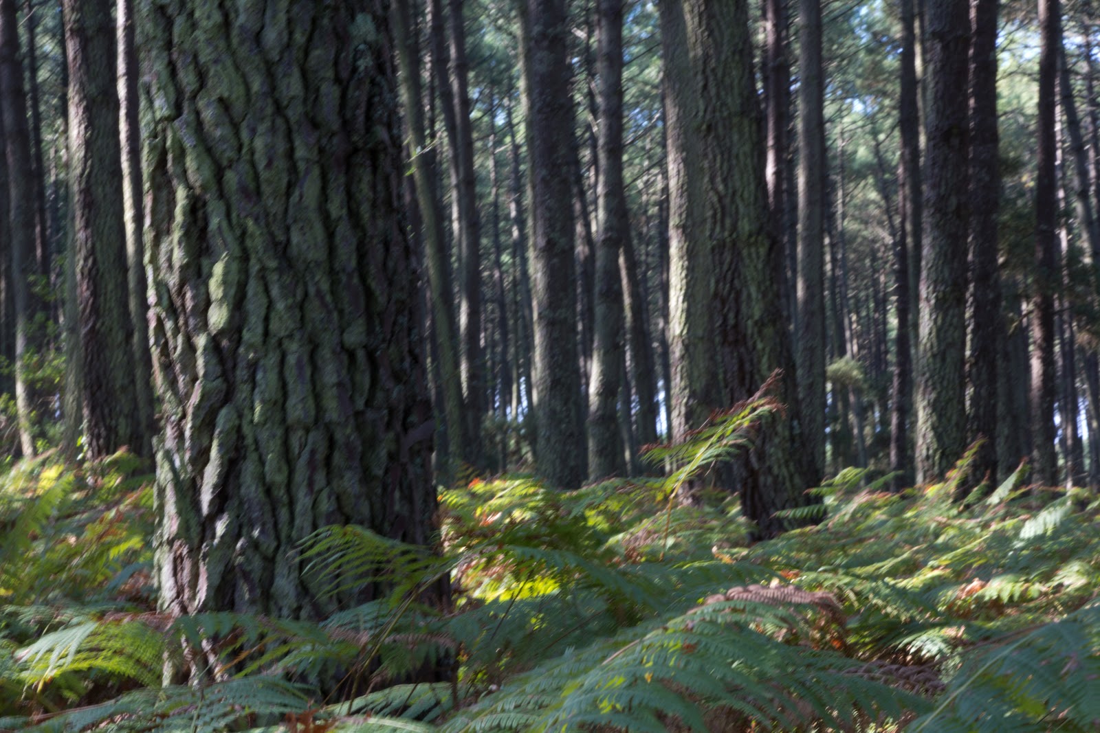 The road more travelled: Stalking trees