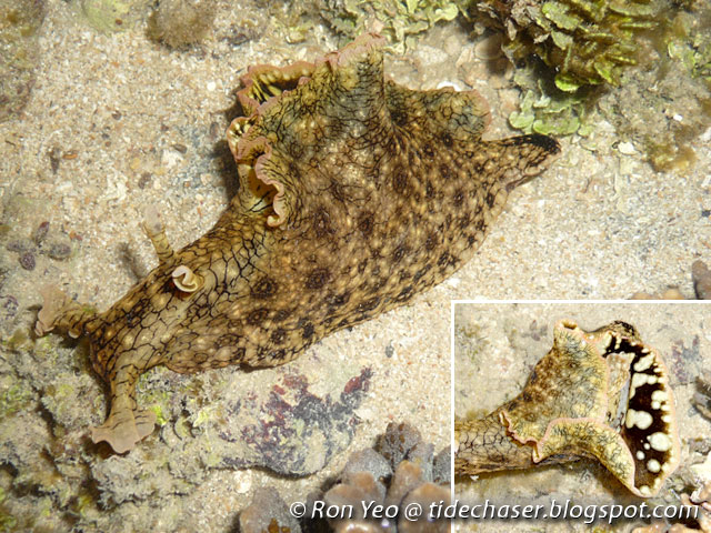 tHE tiDE cHAsER: Sea Hares (Phylum Mollusca: Clade Aplysiomorpha) of ...