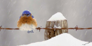 Pasje odnalezione: The Mad Bluebird