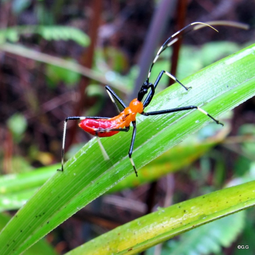 Nature Wonders Gershonized: Papua New Guinea collection of insects 9_2011