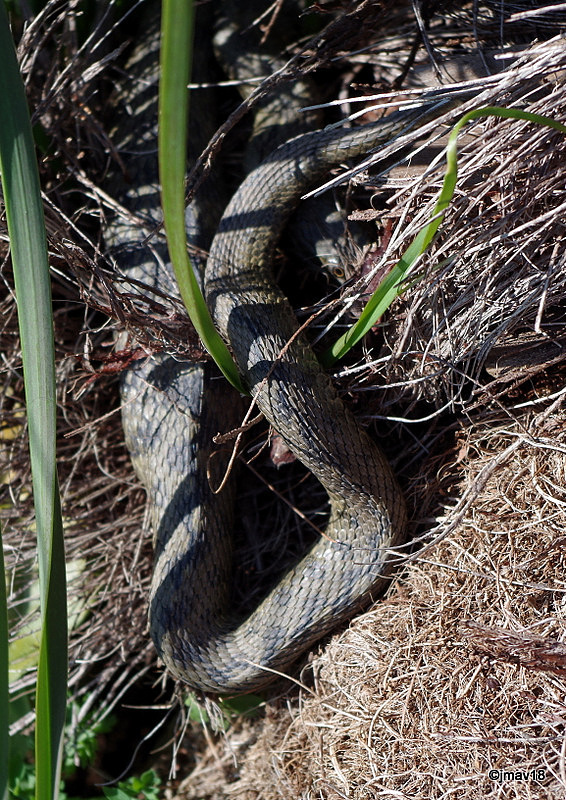 NSyG : Dulceacuícolas