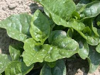 Greek Aquaponics Ενυδρειοπονία: ΦΥΤΑ