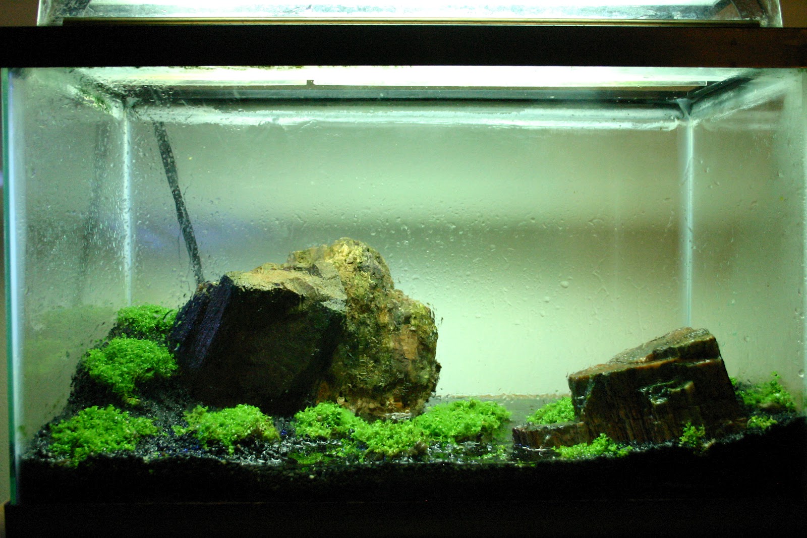 10g Planted Tank