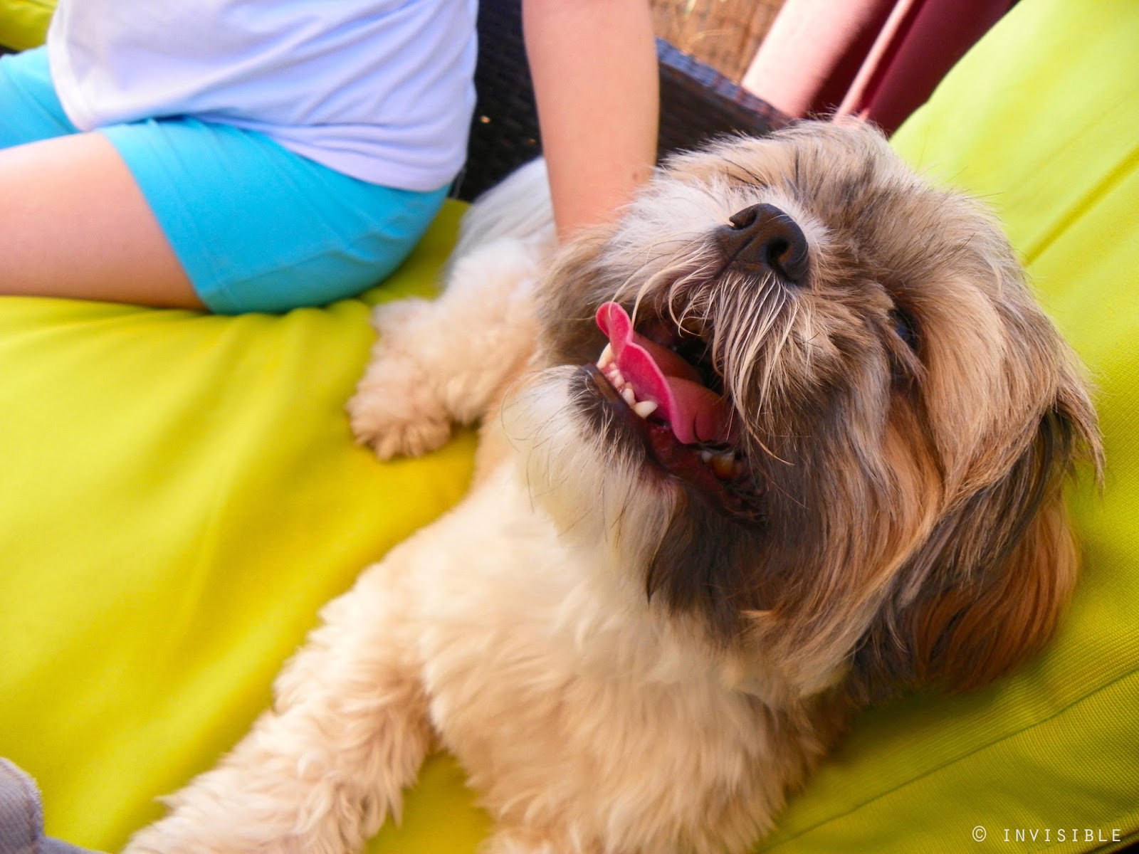 Invisible SLG Photos: Hax, un perro Shih Tzu veraniego