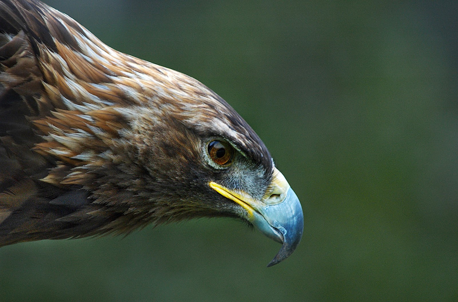 Golden Eagle Bird Photos With Pictures