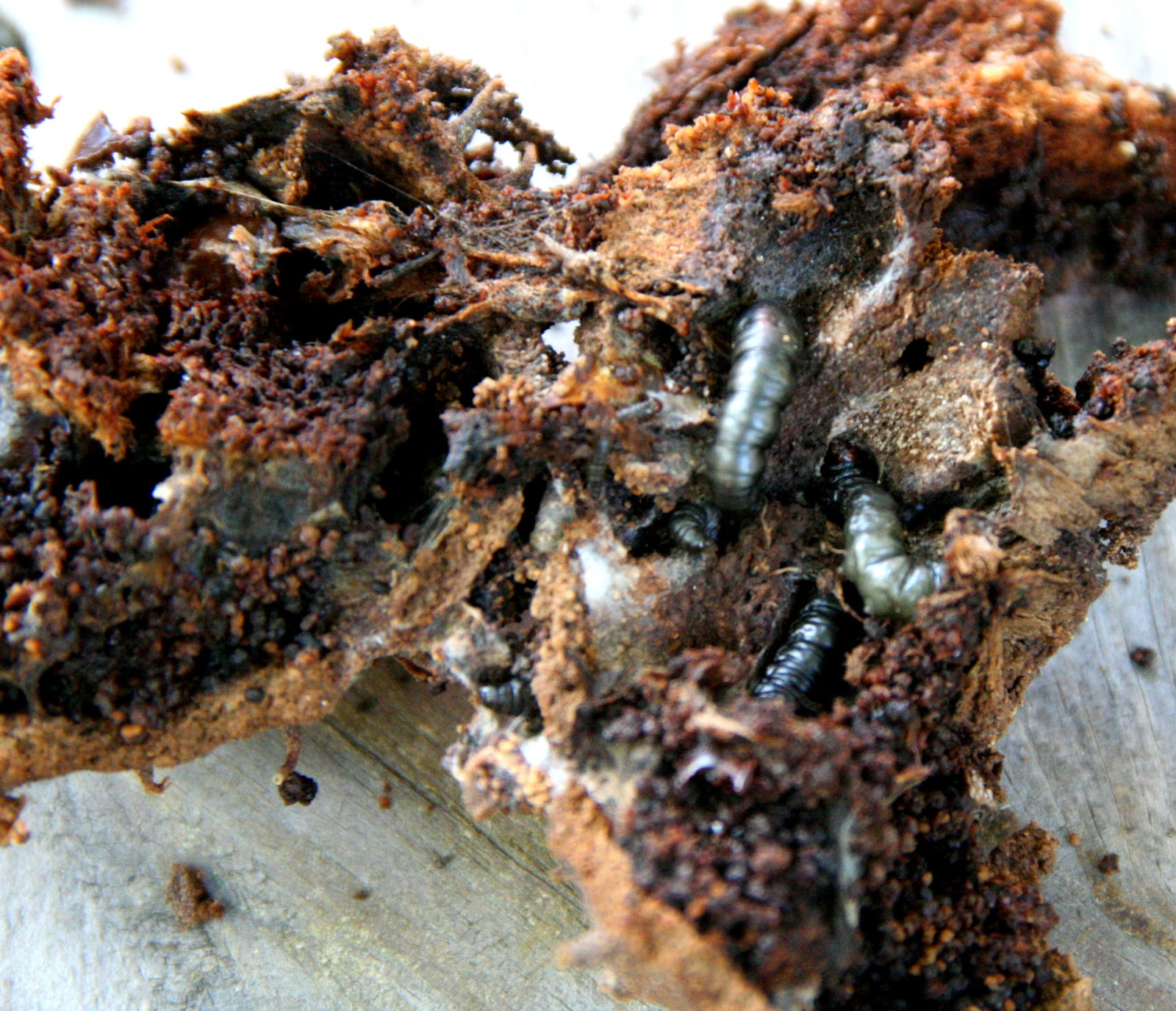 Living with Nature - School on Blog by Dr. Abercio V. Rotor: UST GS ...