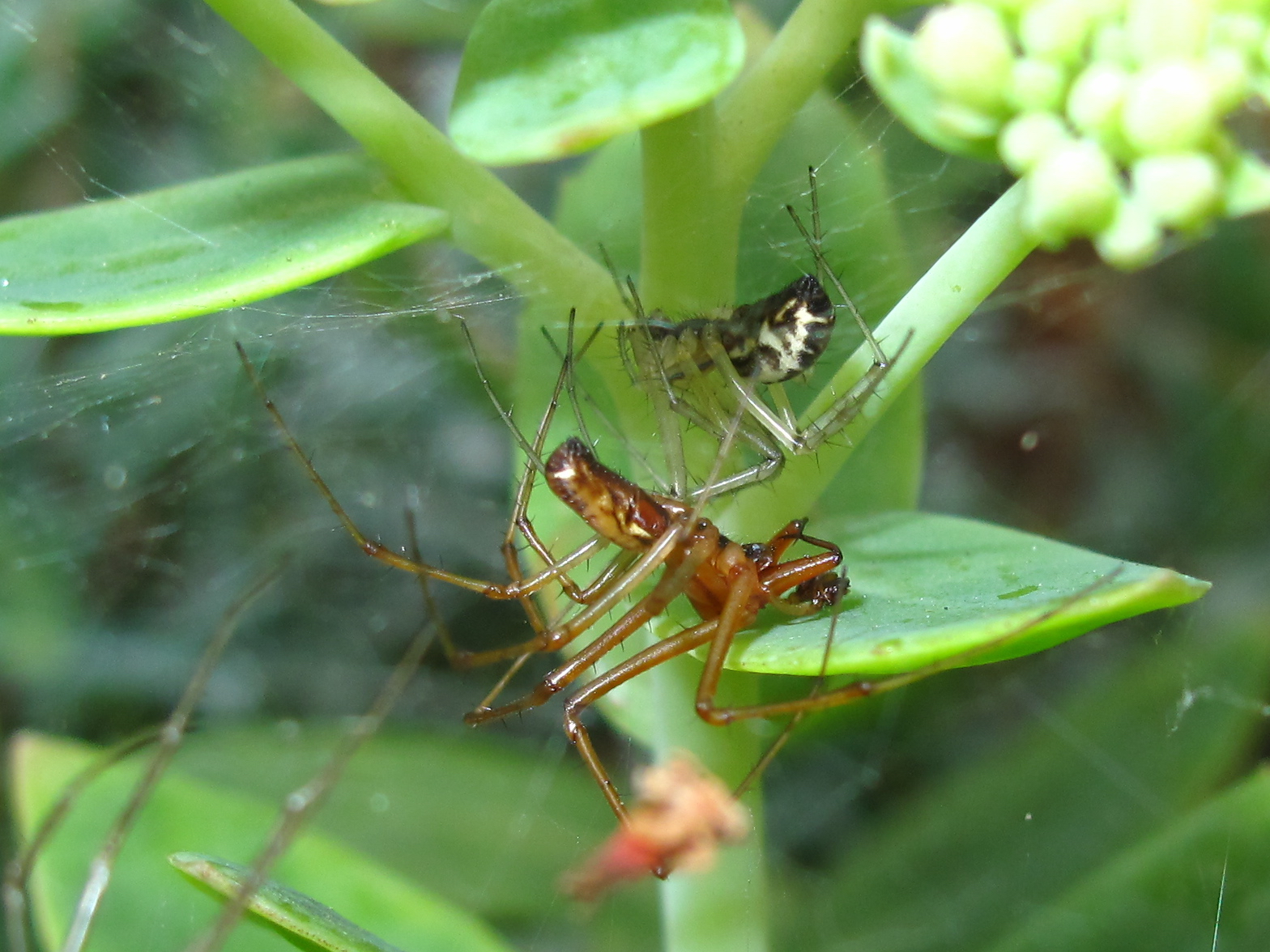 BugBlog: Linyphiidae: sheet weavers and money spiders