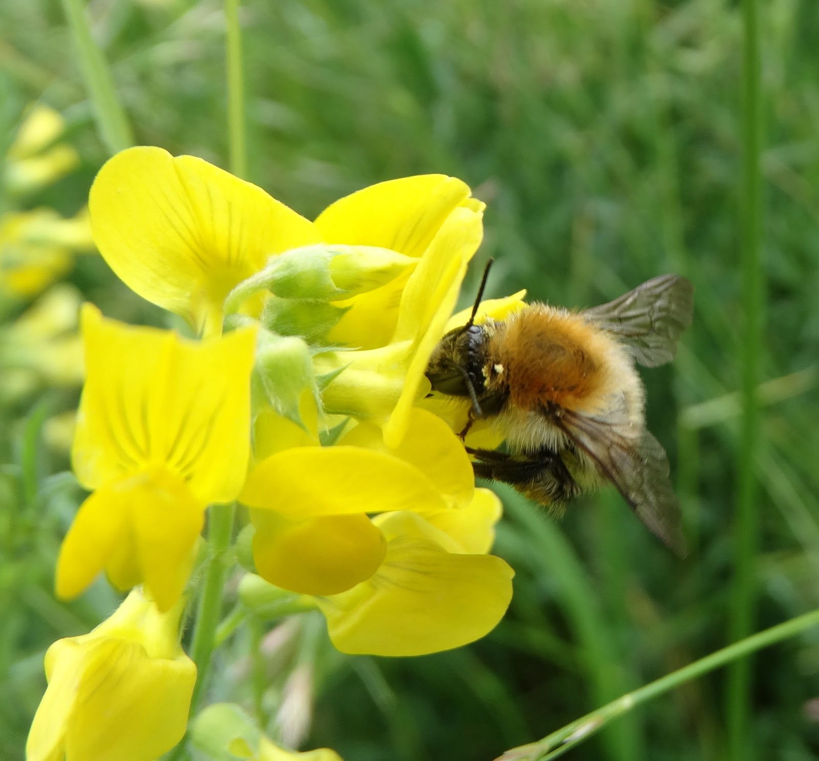 oog voor de natuur: Akkerhommel (Bombus pascuorum) op gewone rolklaver ...