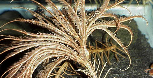 Variety of Life: Isocrinidae