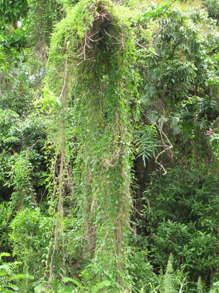 Garden Guy Hawaii: Control of Maile Pilau, a Weedy Vine