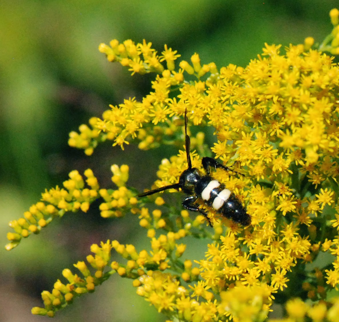 Gaia Garden: Double-banded Scoliid Wasp