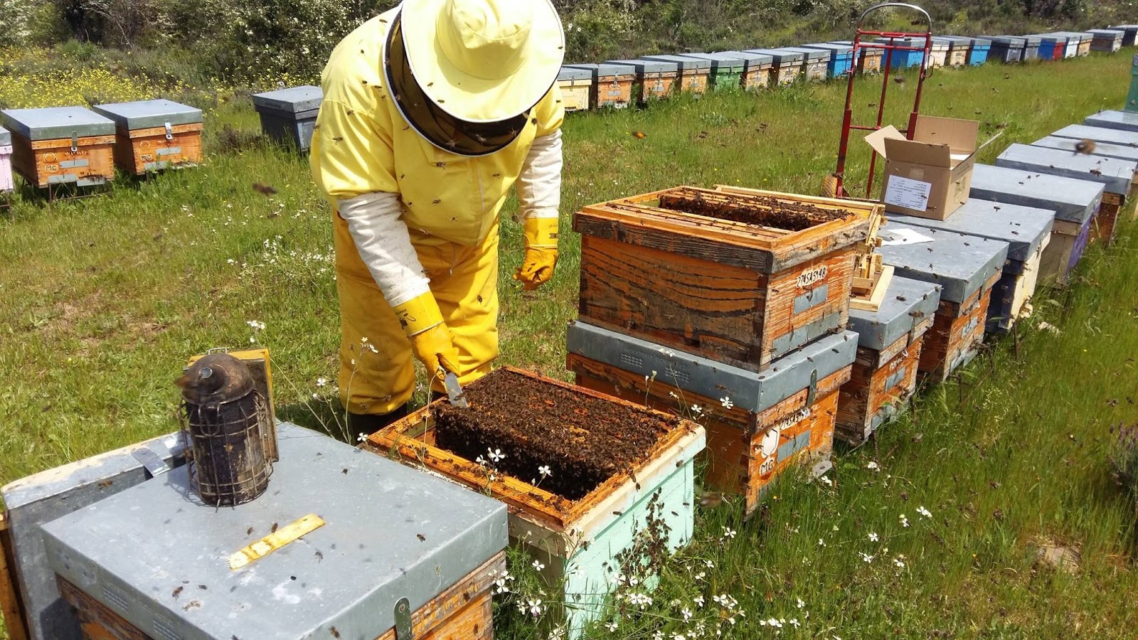 CORONA APICULTORES: TECNICAS DE MULTIPLICACIÓN DE COLMENAS