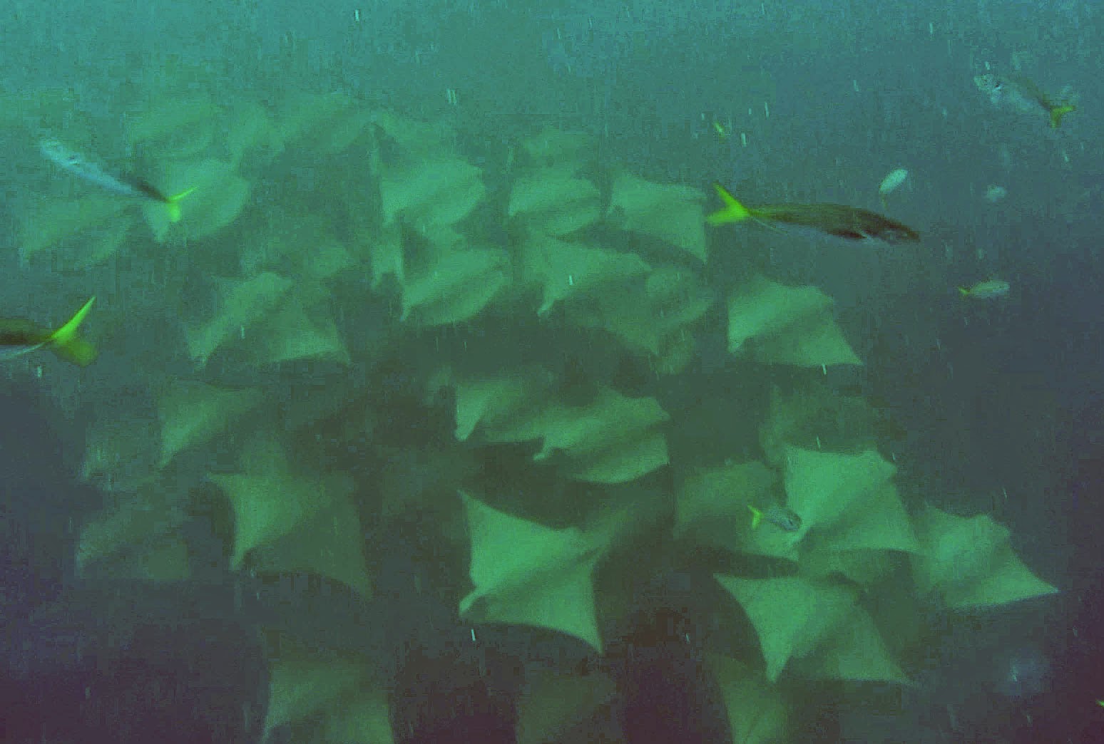 AQUATICHYK: AUSTRALIAN COWNOSE RAY, Rhinoptera neglecta