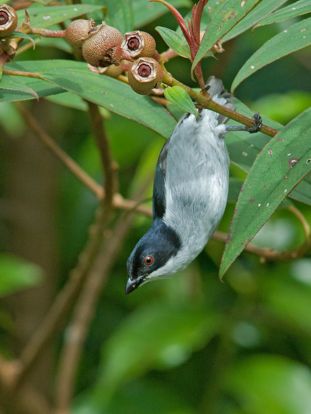 TWO BIRDERS TO GO: When Dove has Gone