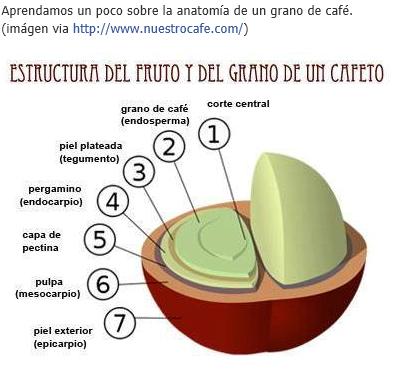 Tu Café Espacio: Estructura del fruto y grano del café