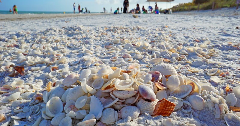 Shelling on Sanibel Island Florida | Travel Quest - US Road Trip and ...