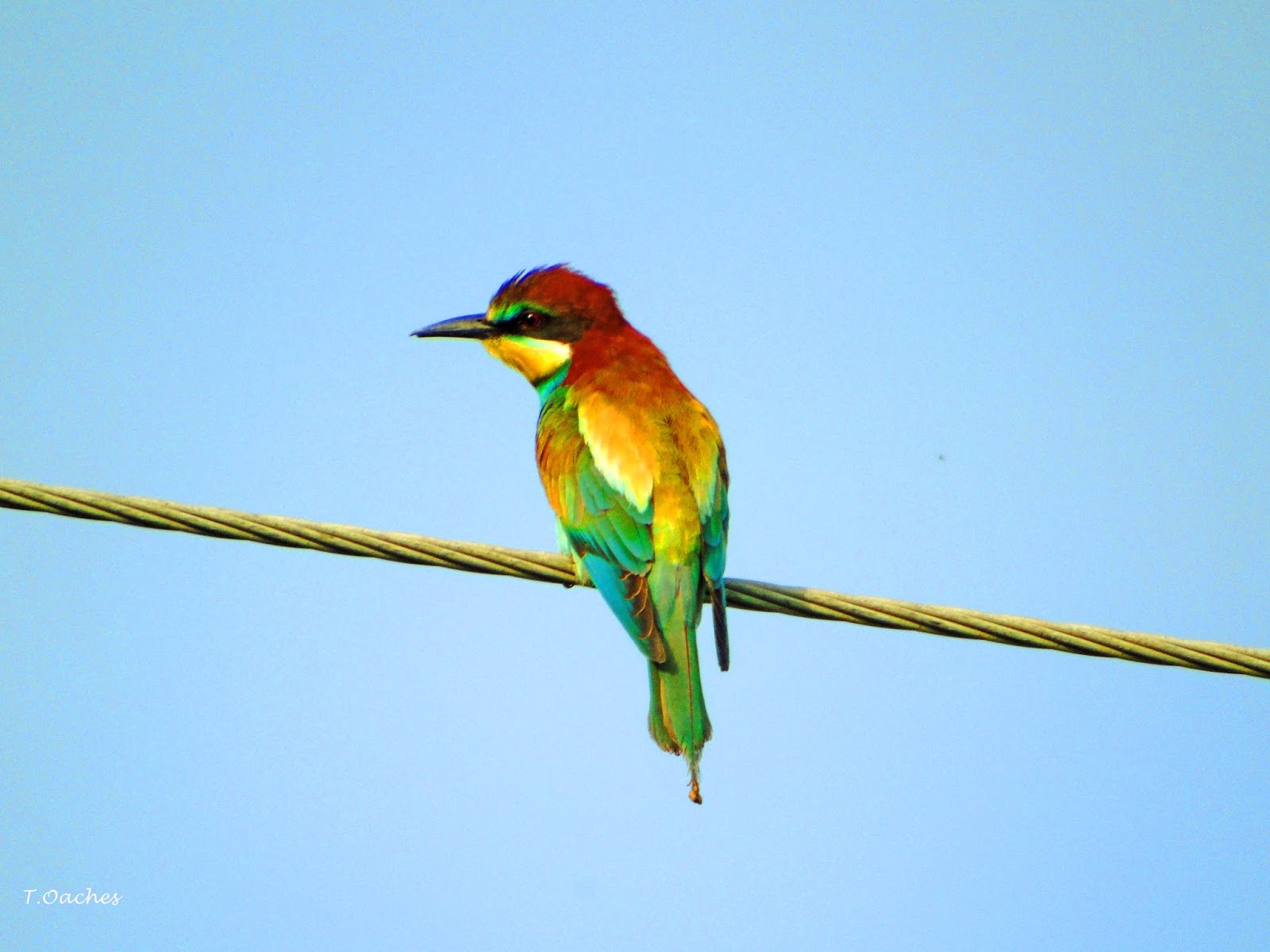 PASARI DIN ROMANIA: PRIGORIE, Merops apiaster