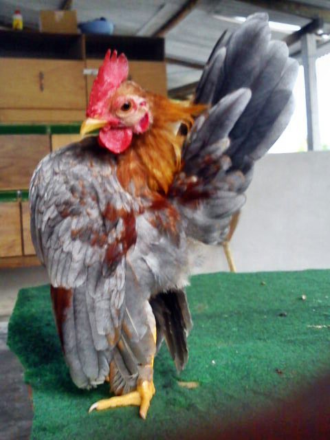 Exclusive video of Raja Kelabu (Grey King) | Serama Negeri™