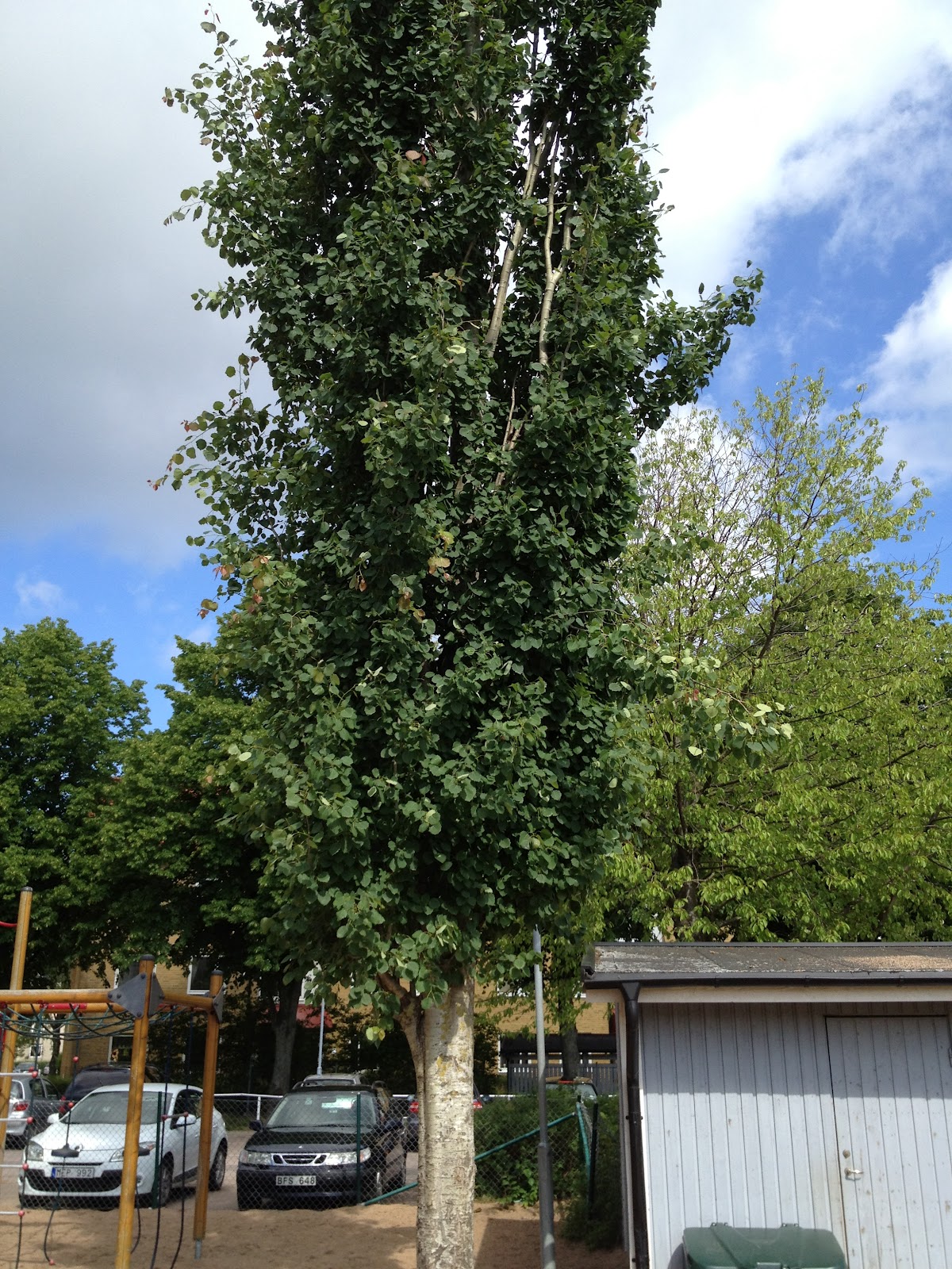 IT i Naturen: Skolgårdens träd - Poppel