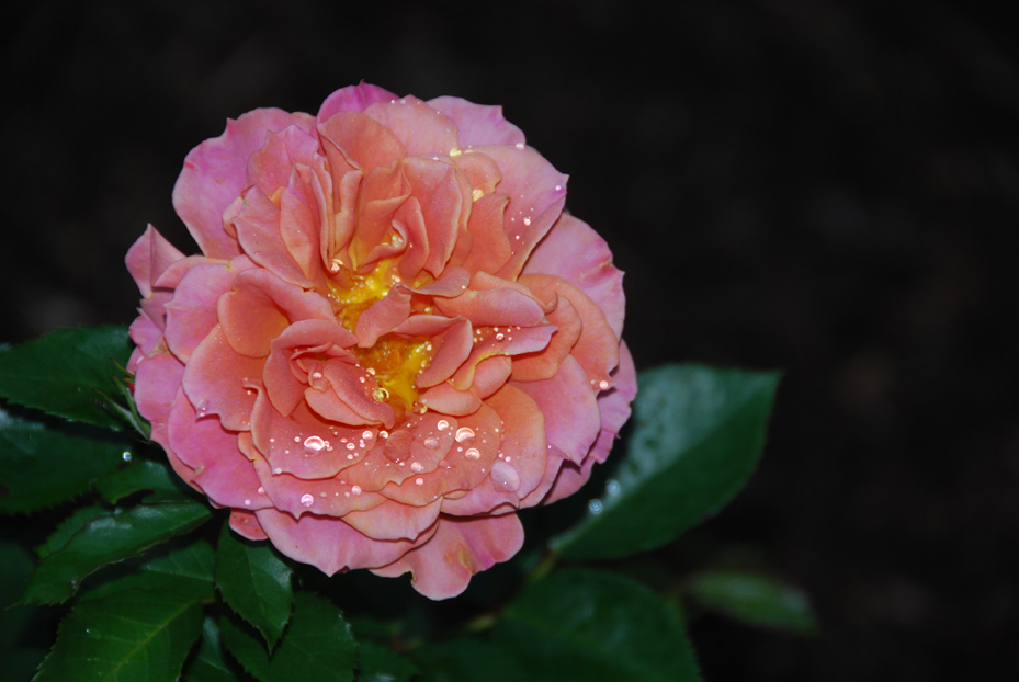 Francine Gardner - Art de Vivre: The making of a country garden