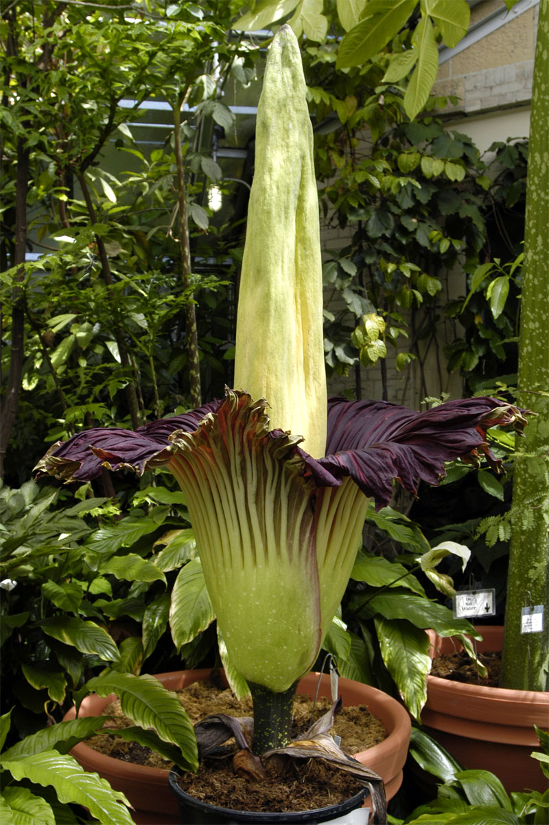 Penjual Cendol: Bunga paling busuk di dunia mula berkembang