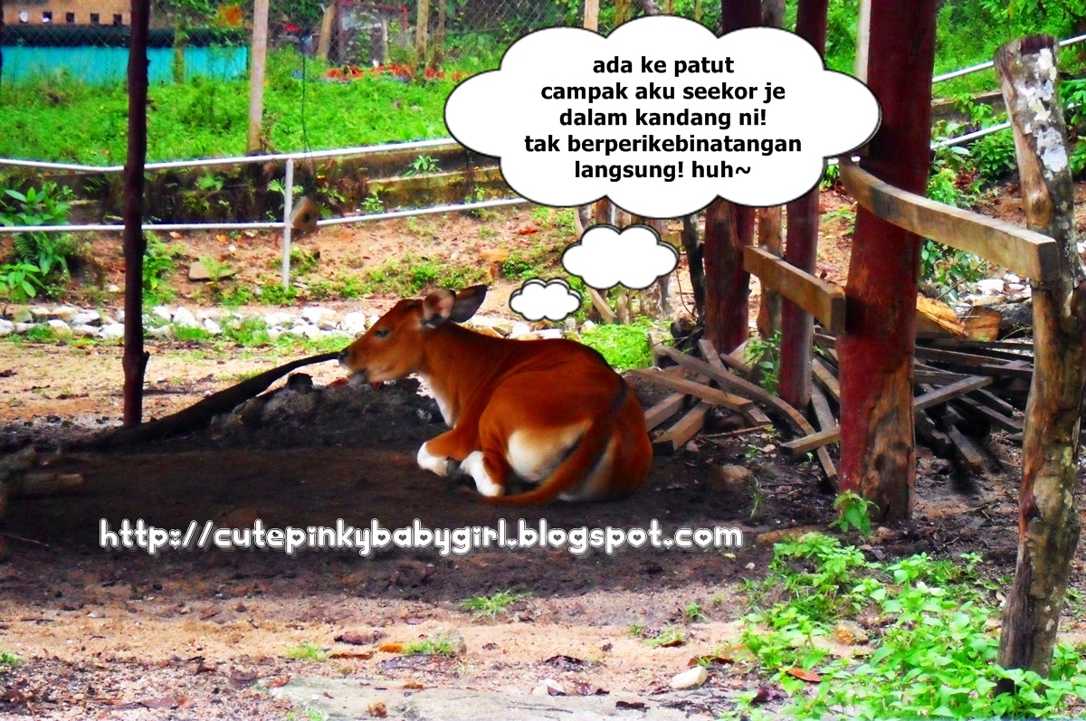 ♥ SiGadisMerahJambu ♥: Mini Zoo Kuantan, Pahang :)