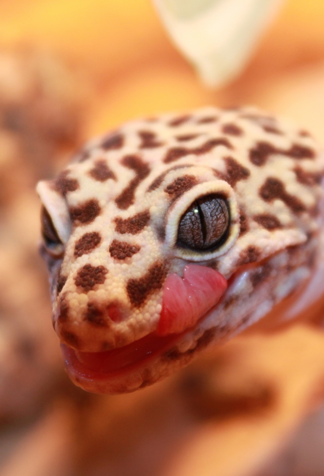 GECKOS photos - wallpapers | the fun bank