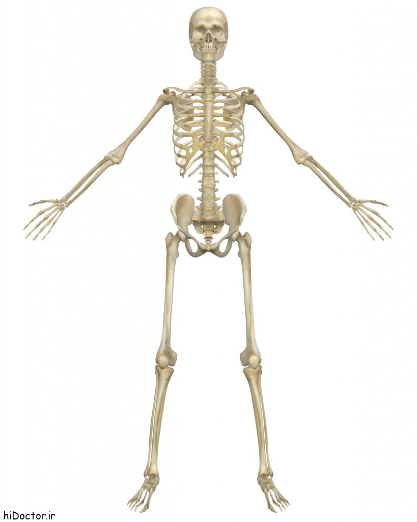 وظایف استخوان ها