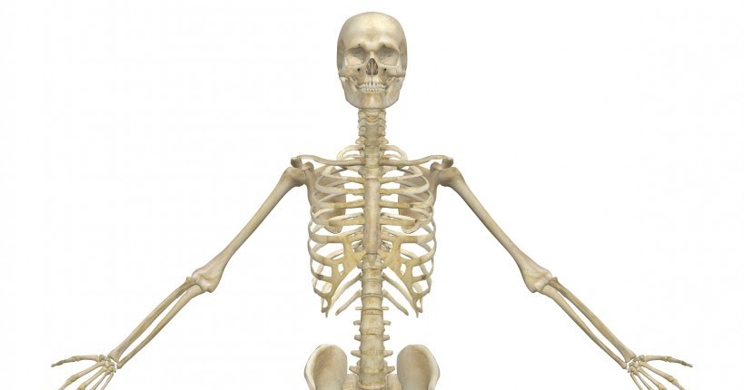 وظایف استخوان ها