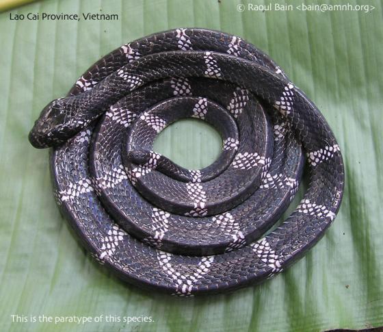 Species New to Science: [Herpetology • 2005] Bungarus slowinskii | Red ...