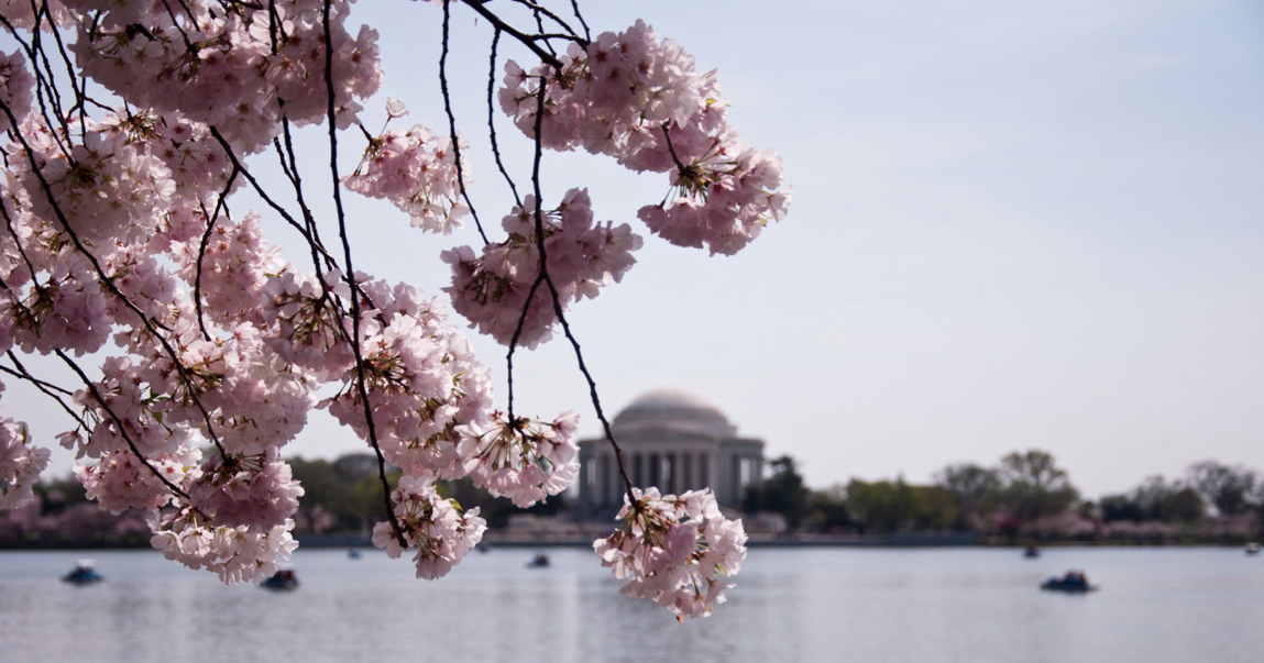 National Cherry Blossom Festival ~ Learn, Live, and Explore!
