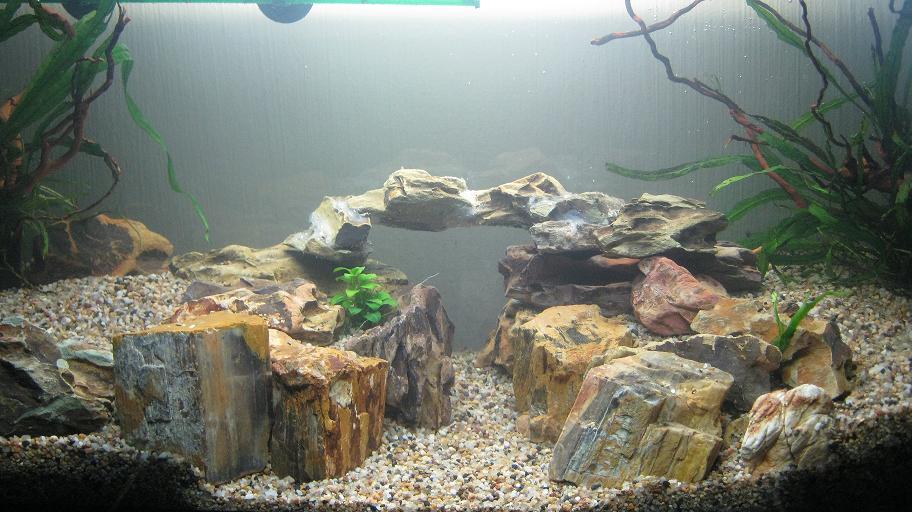A NIGHT BY THE AQUARIUM: 2 feet Nano tank (Desert to Forest)