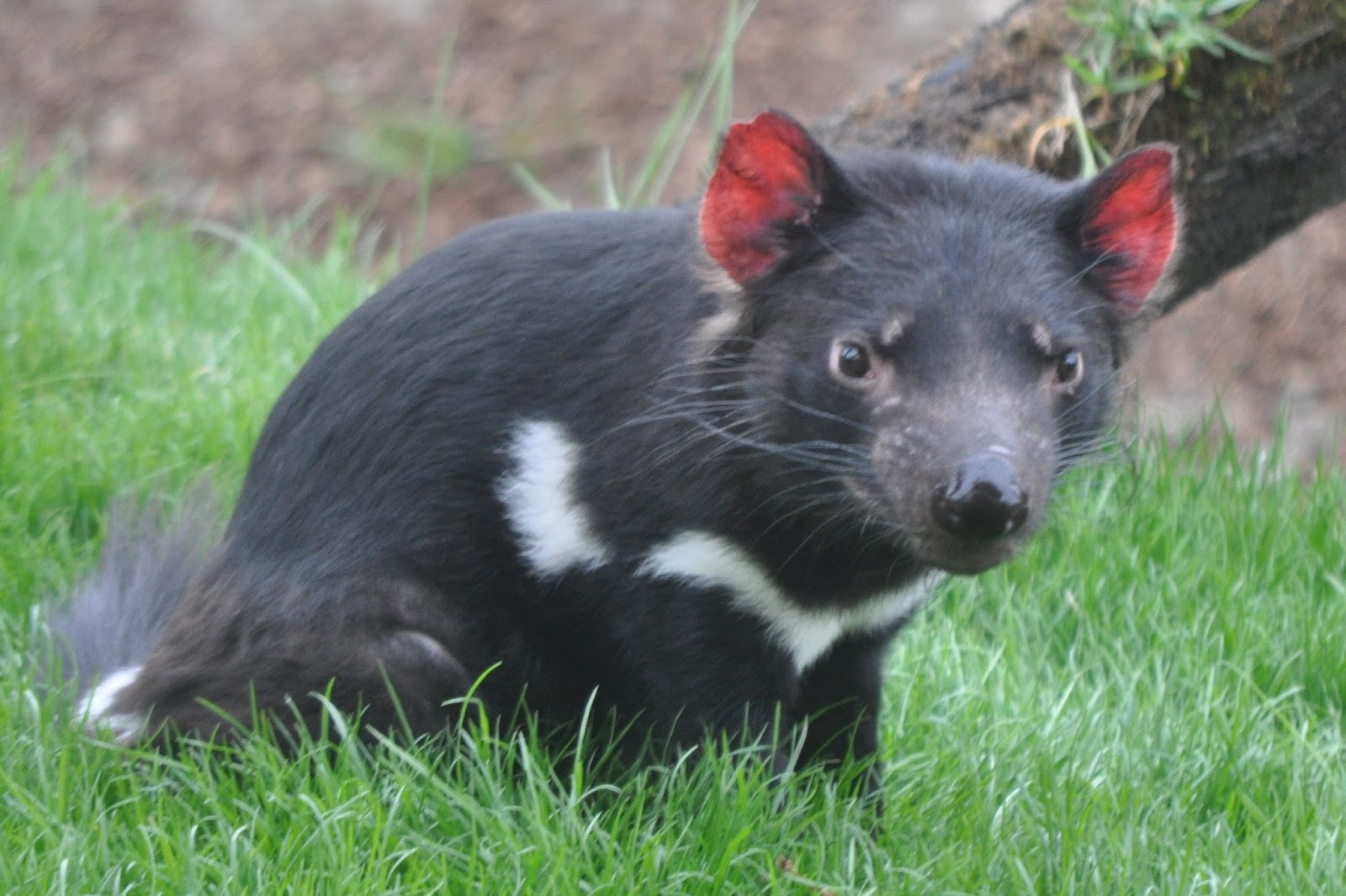 ZOOTOGRAFIANDO (MI COLECCIÓN DE FOTOS DE ANIMALES): DIABLO DE TASMANIA ...