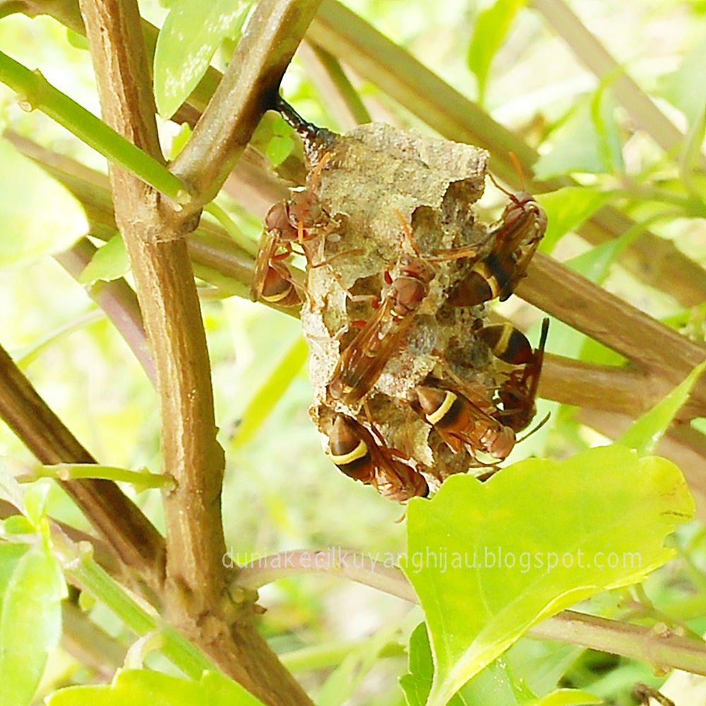 Dunia Kecilku Yang Hijau: Di sengat tebuan