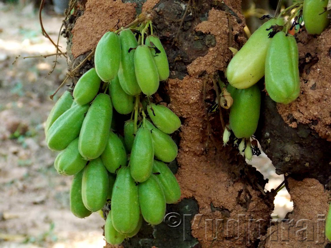 Kudpiraj's Garam Tawa: Seasonal Fruits from Private Lands