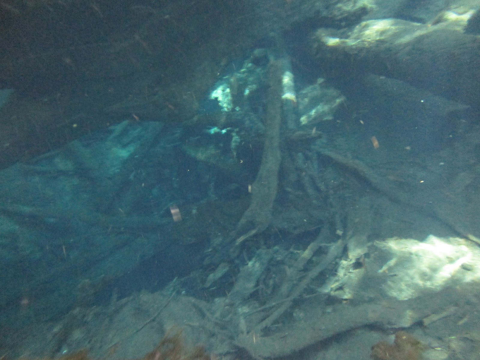 Dave's Yak Tales: Wacissa River