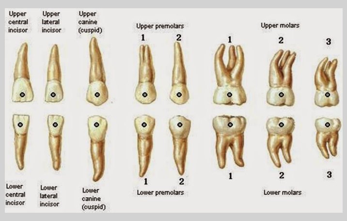 Gigi : Pengertian, Struktur, Fungsi, Jenis - cekrisna