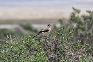 Worldbirder: Hiking the Ala Shan Mountains