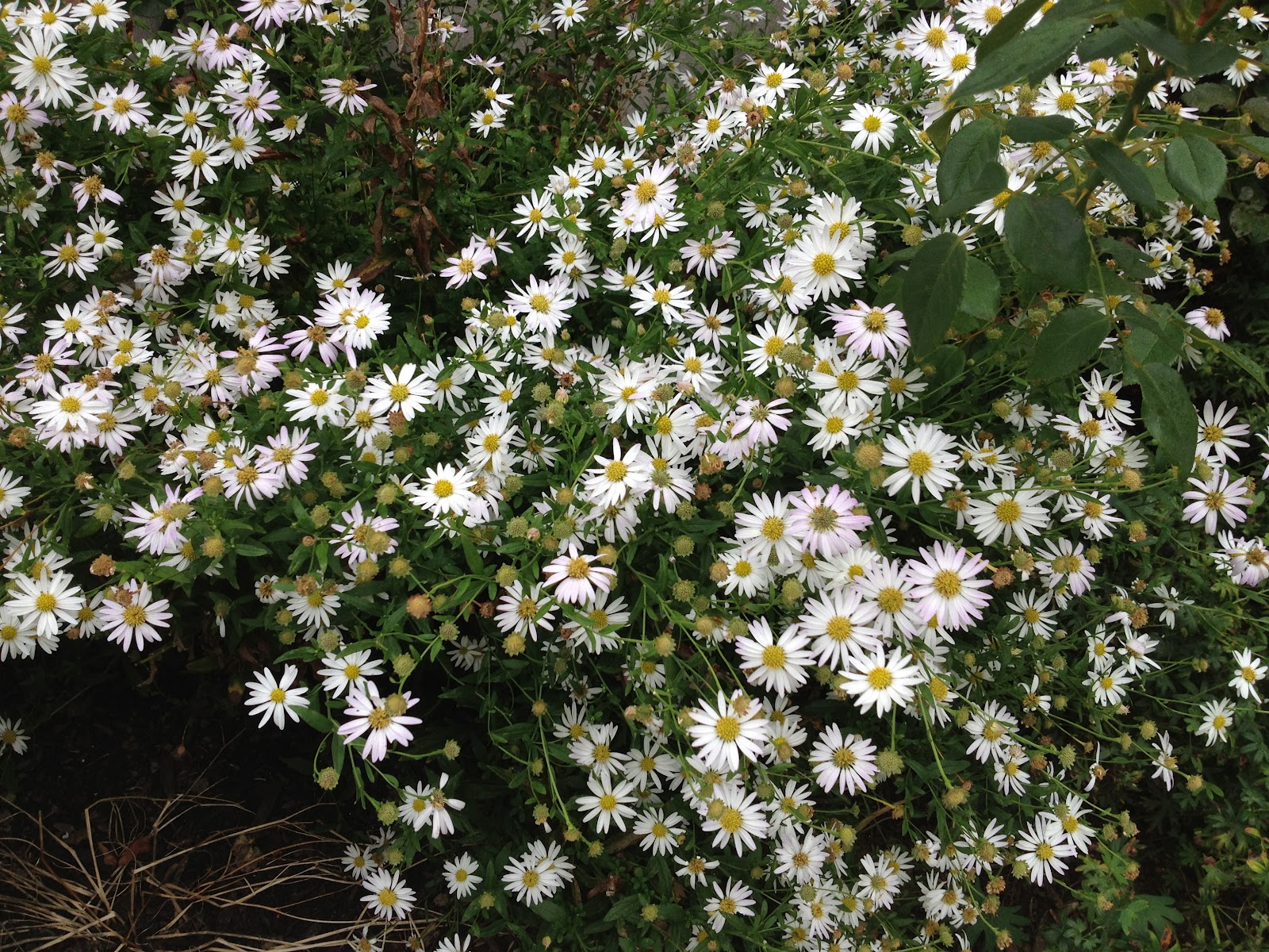 Labor Day Flowers: Perennial Border Edition