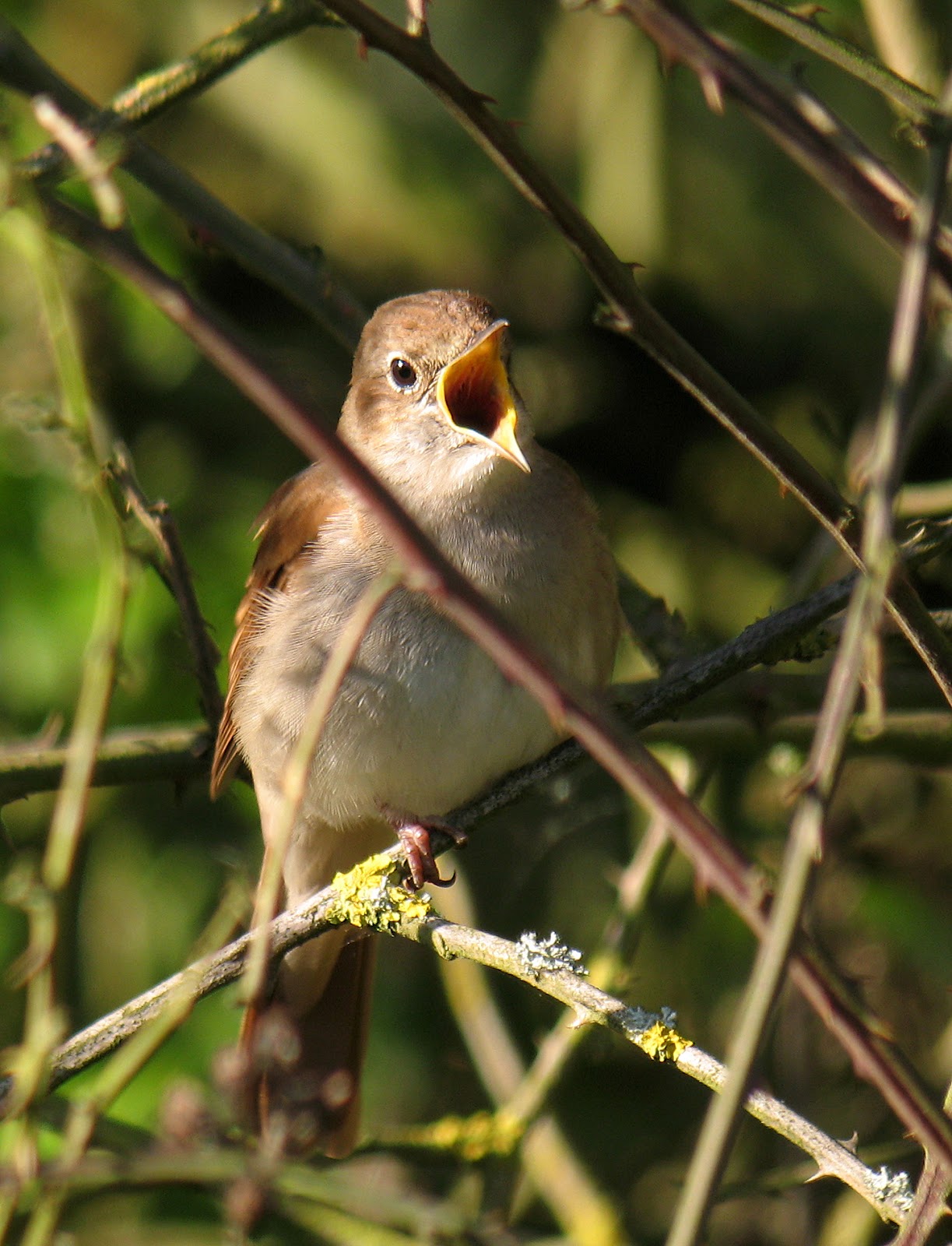 Hedgeland Tales: Nightingale