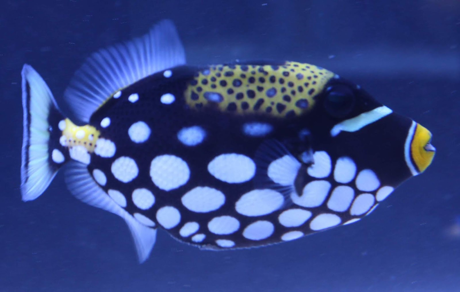 Inland Northwest Business Watch: A look at Spokane's first indoor ...