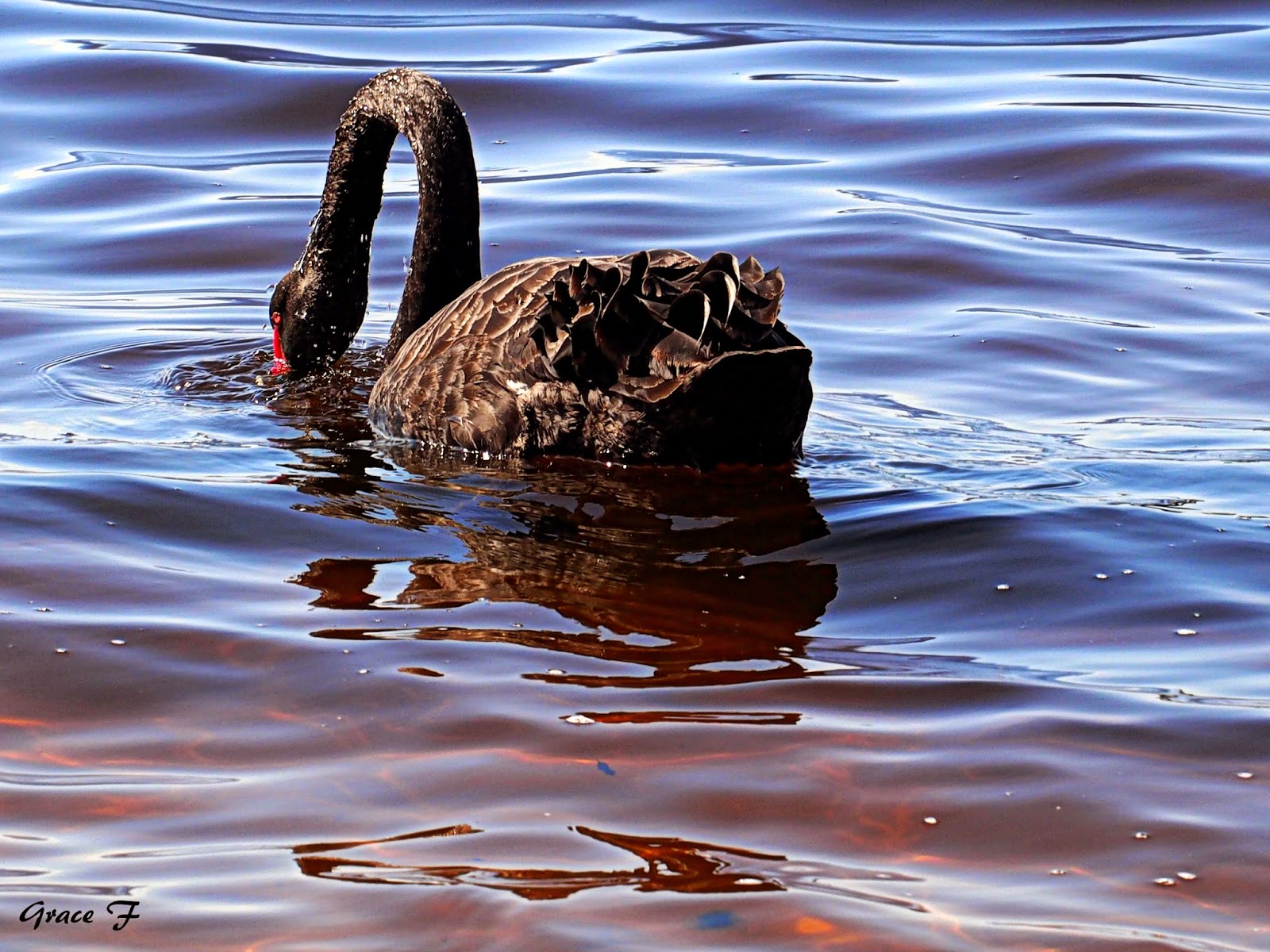 Perth Daily Photo : The Black Swan Effect!