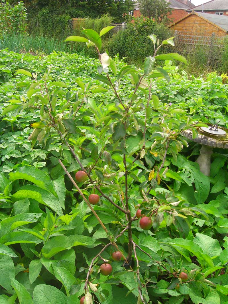 Allotment Garden: Third Place in the Allotment Competition