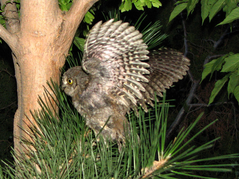 Info animales: ESPECIES DE LECHUZAS