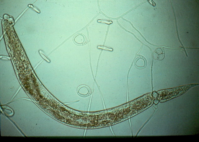 .: HONGOS NEMATÓFAGOS COMO ALTERNATIVA PARA EL CONTROL DE NEMATODOS ...