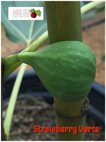 Strawberry Verte Fig - Var Tin