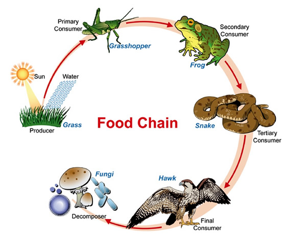 Plant Life: Food Chain