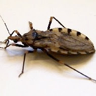 Clinical Chemistry 29-c: Plant and animal toxin